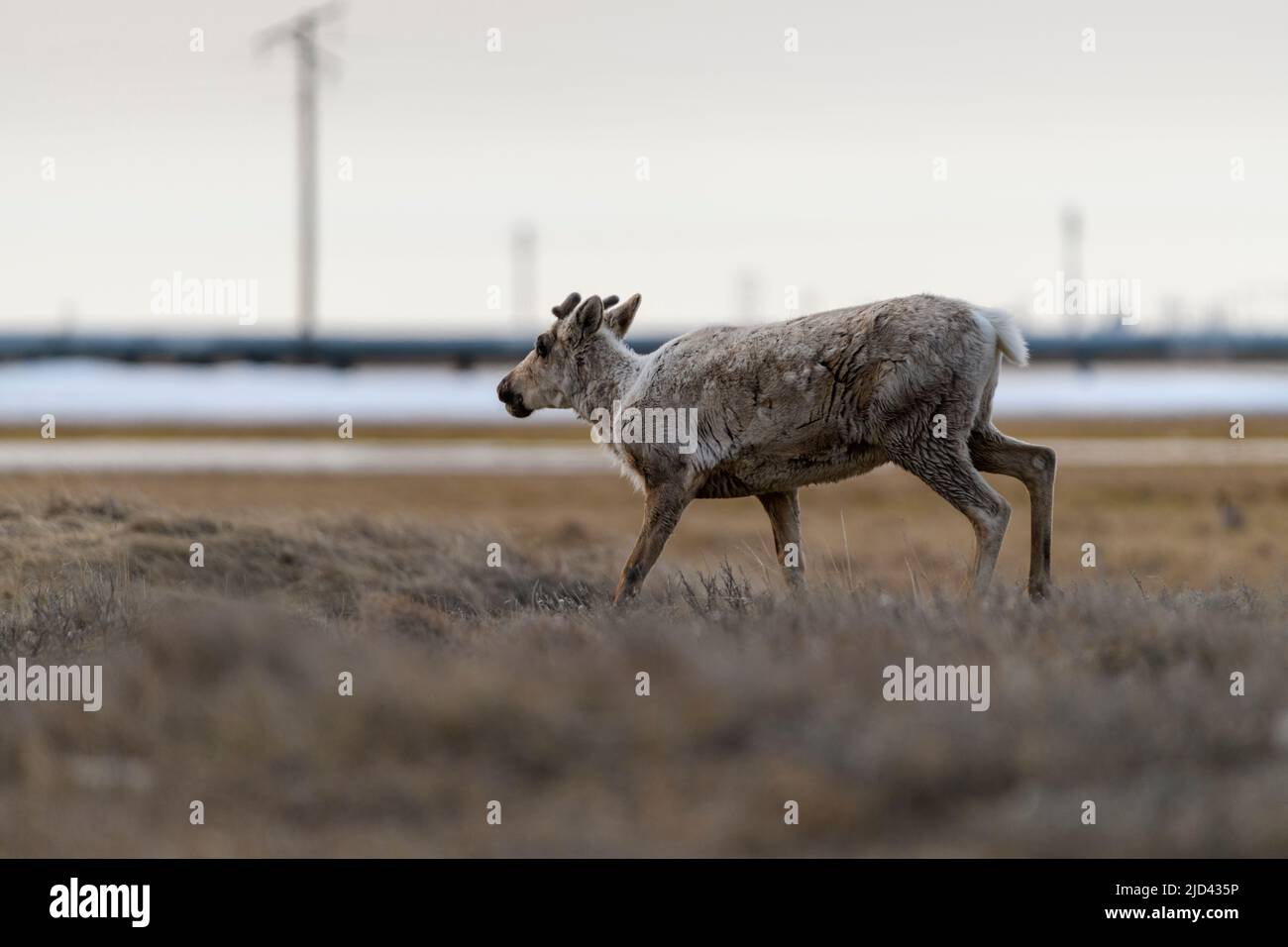 Alaska oil pipeline caribou hi-res stock photography and images - Alamy