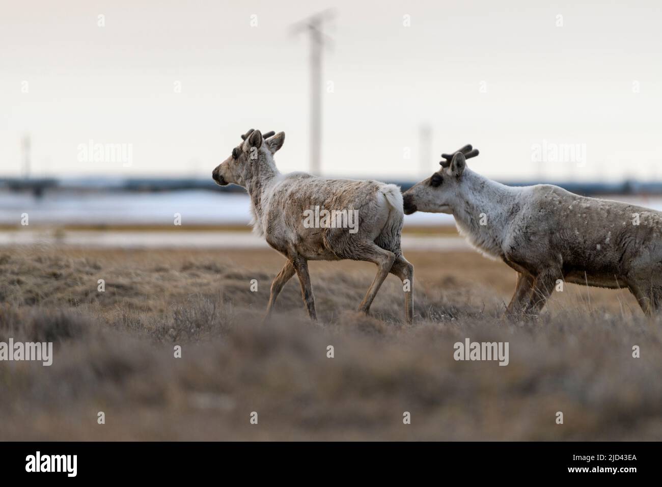 Alaska oil pipeline caribou hi-res stock photography and images - Alamy