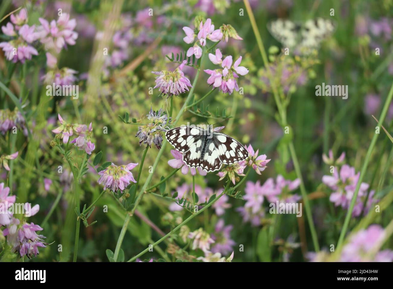 Variegated crown vetch hi-res stock photography and images - Alamy