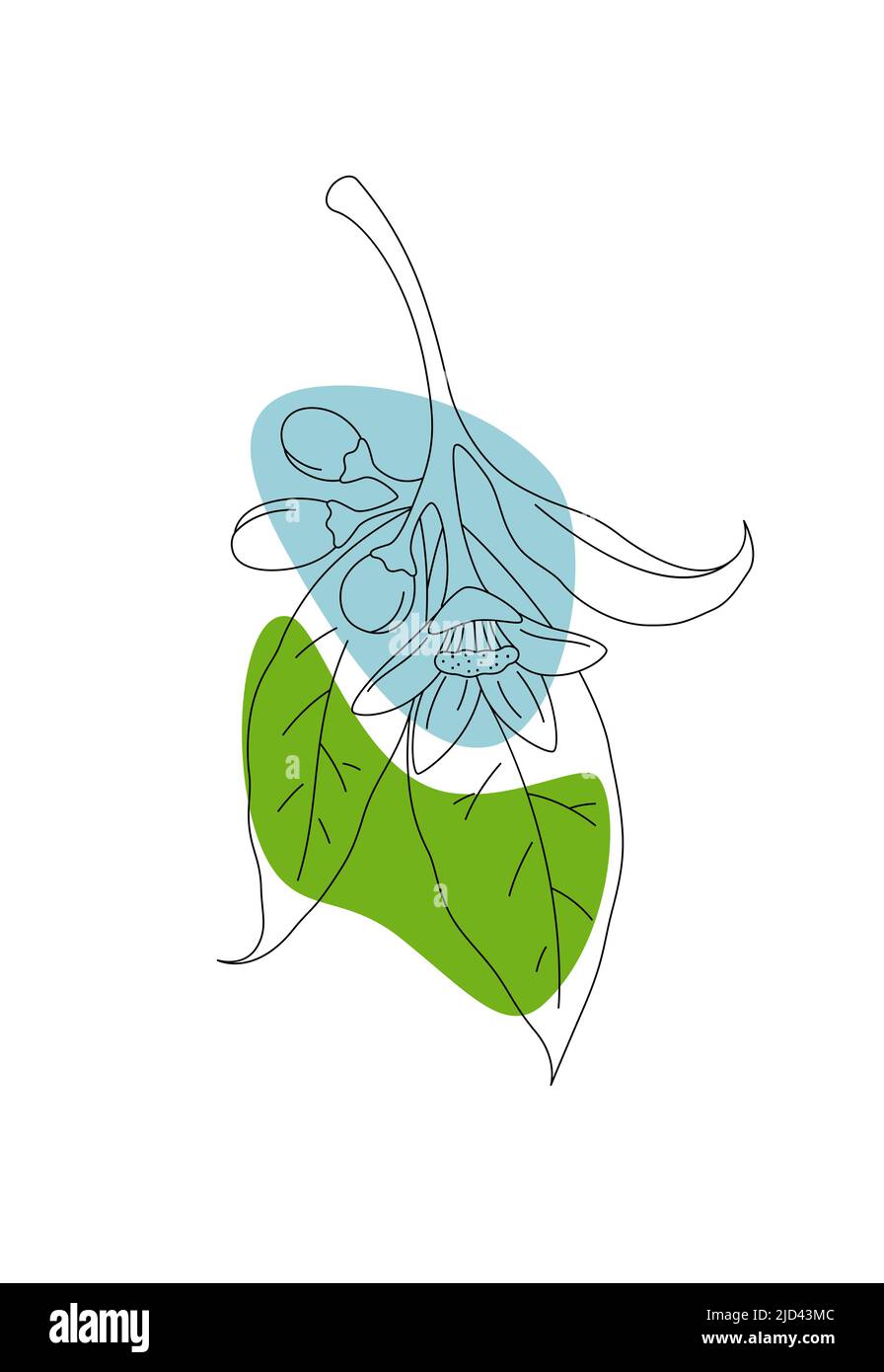 Minimalist botanical illustration Stock Photo - Alamy