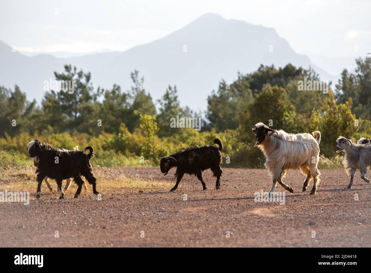 Walking a goat hi-res stock photography and images - Alamy