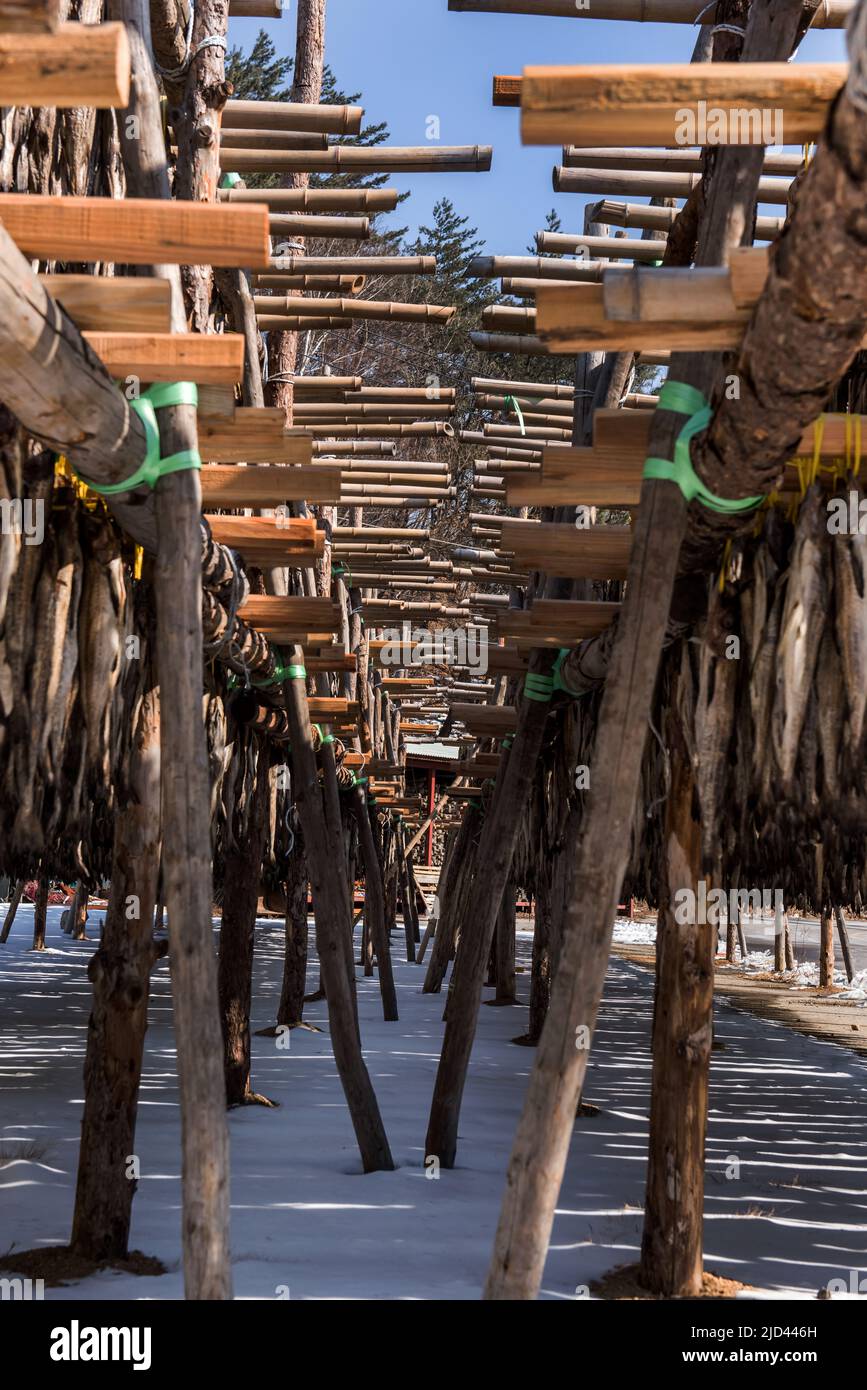 Yellow Alaska Pollack drying plant. Walleye pollack drying during ...