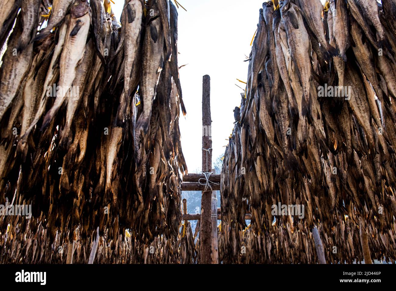 Yellow Alaska Pollack drying plant. Walleye pollack drying during ...