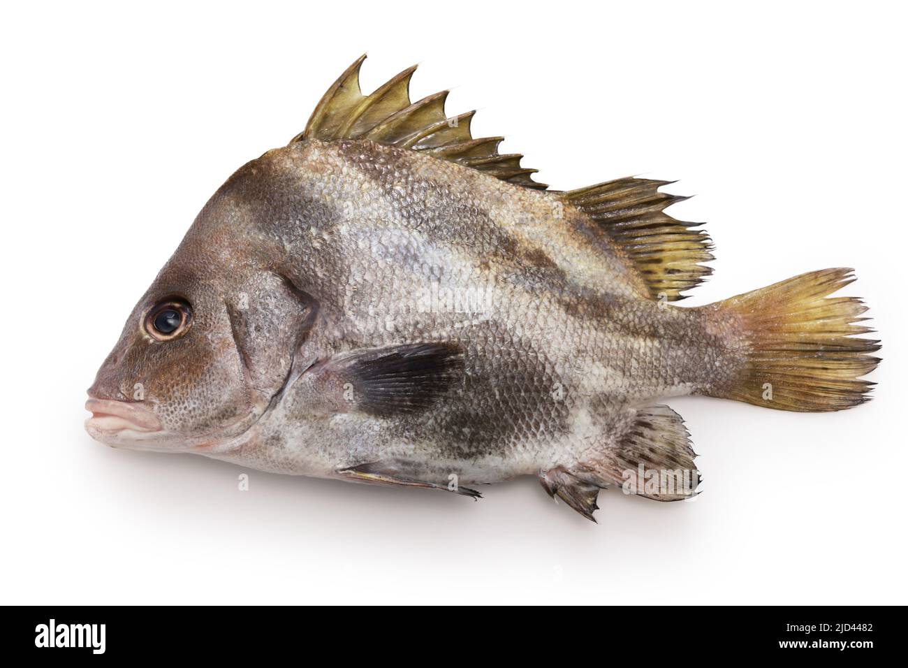 Higesoridai (short barbeled velvetchin), Japanese fish Stock Photo - Alamy