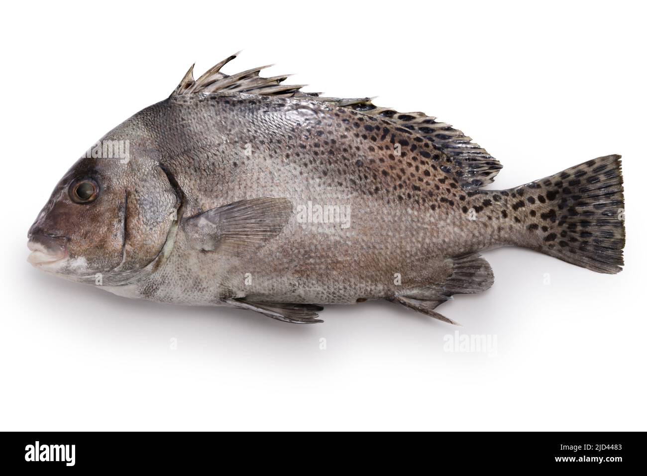 Plectorhinchus cinctus hi-res stock photography and images - Alamy