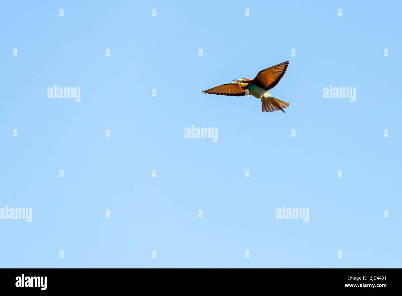 Bee bird flying with open wings in Turkey Stock Photo - Alamy