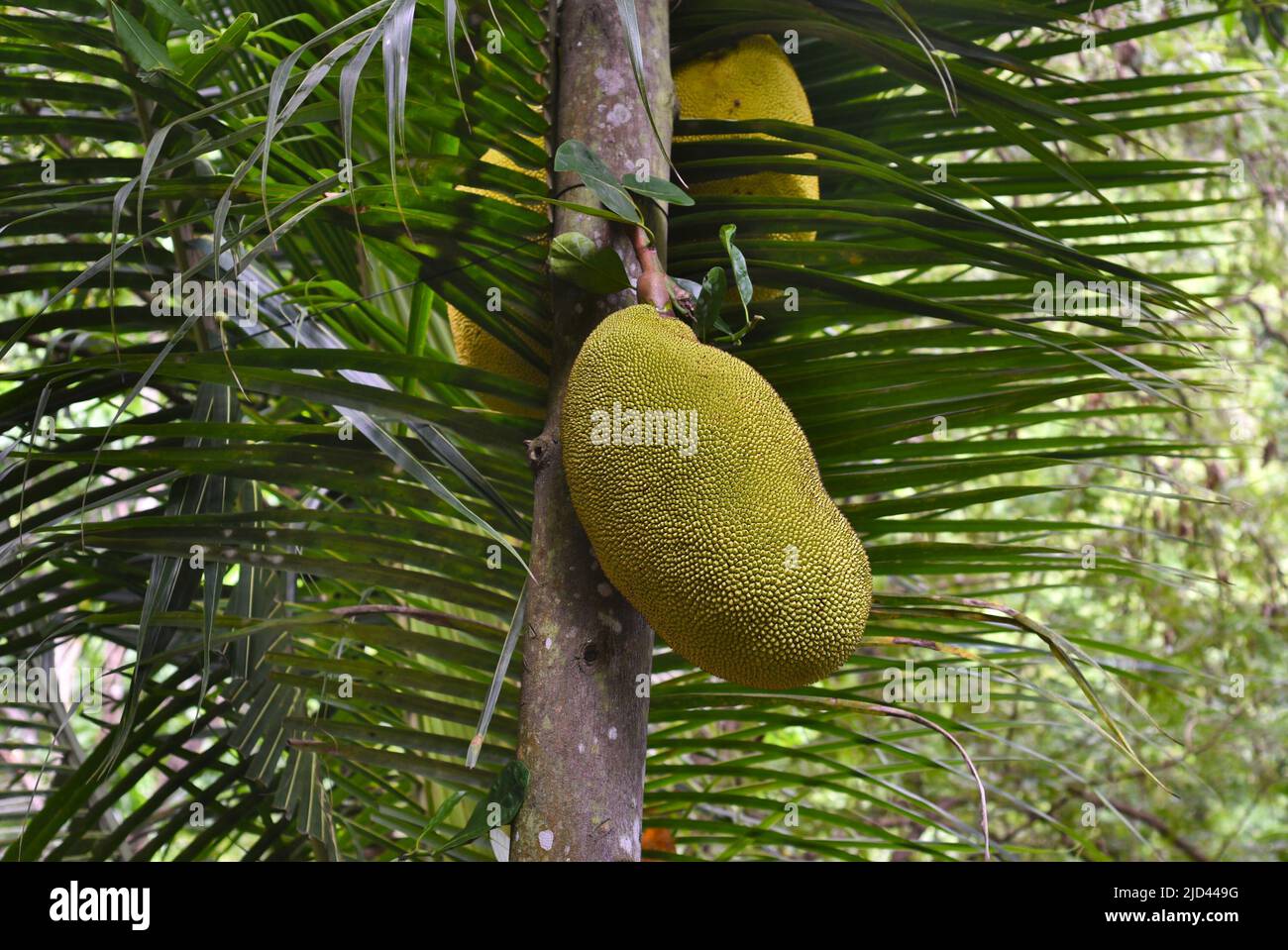 Jackfruit (Artocarpus heterophyllus), also known as jack tree Stock ...