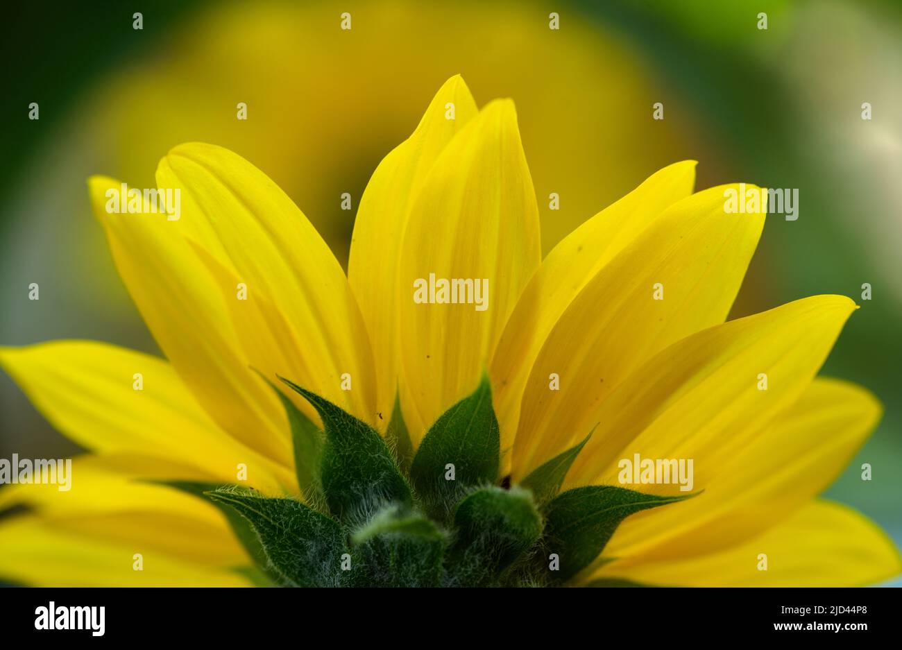 Image showing the underside of a perennial sunflower (Helianthus sp ...