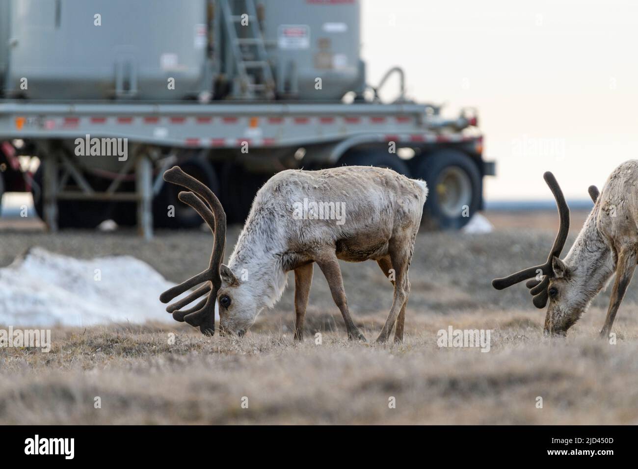 Alaska oil pipeline caribou hi-res stock photography and images - Alamy