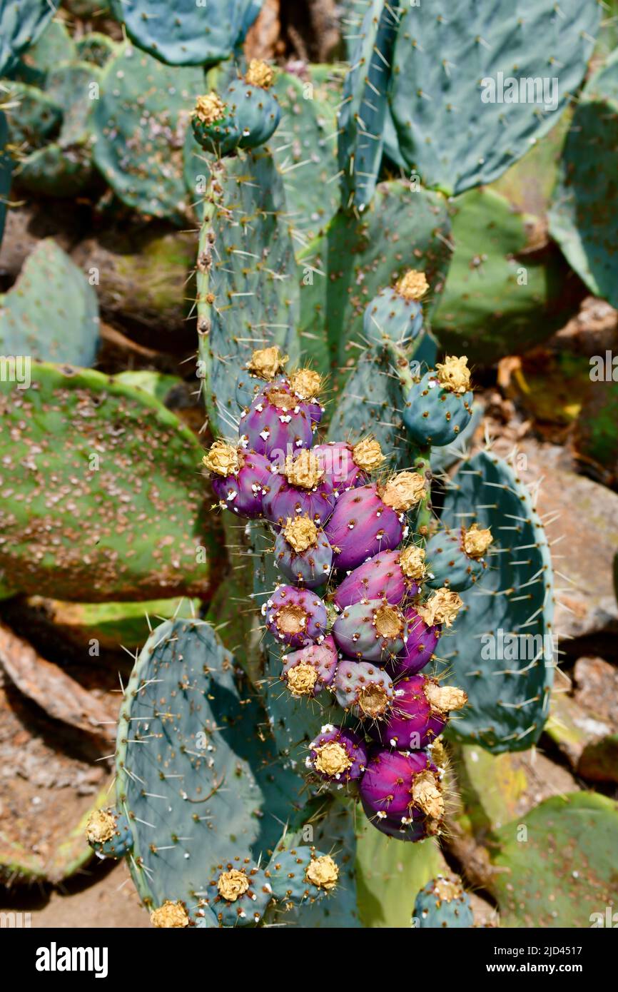 Essbare feigen hi-res stock photography and images - Alamy