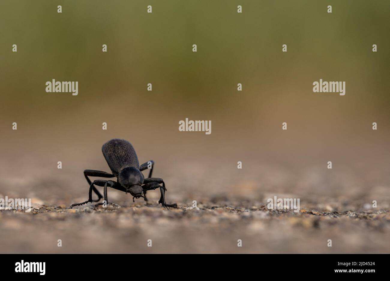 Large Beetle Walks Across Paved Tram Road in Mesa Verde National Park ...
