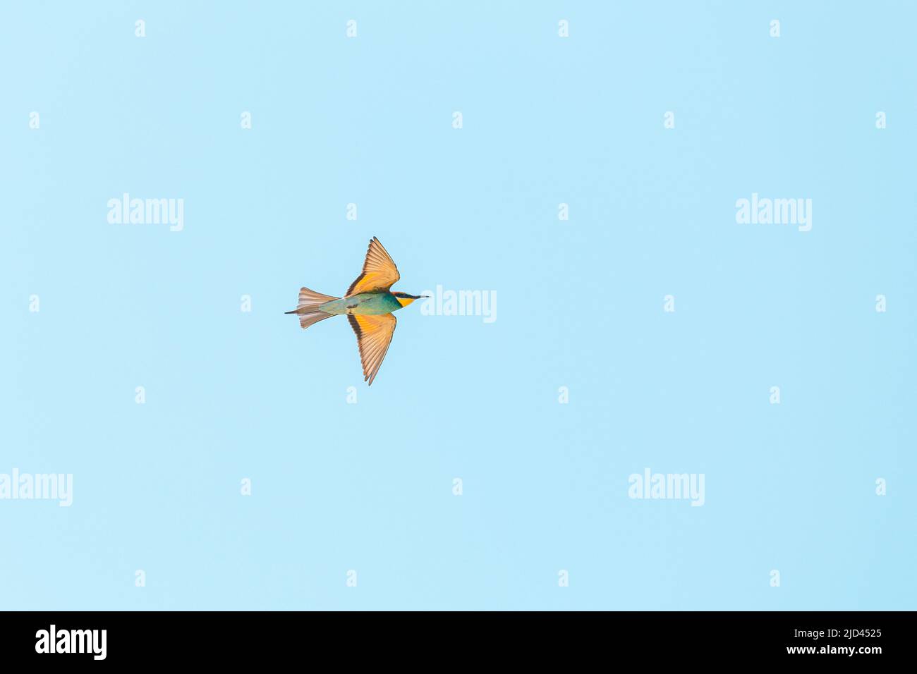 Bee bird flying with open wings in Turkey Stock Photo - Alamy