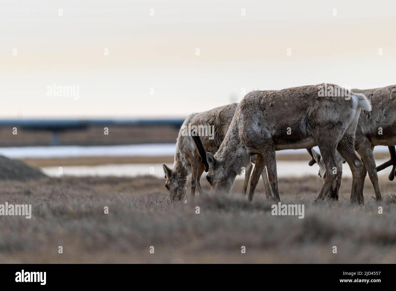 Alaska oil pipeline caribou hi-res stock photography and images - Alamy