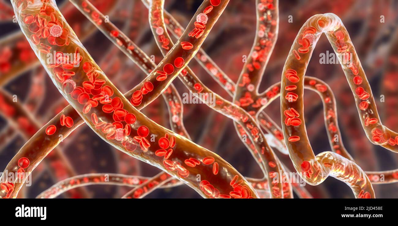 Blood vessels, illustration Stock Photo - Alamy