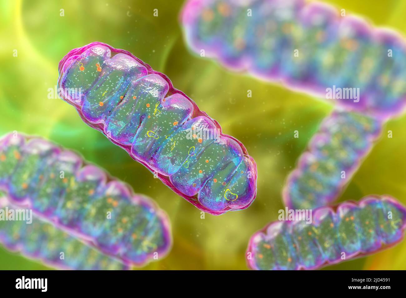 Mitochondrion cristae hi-res stock photography and images - Alamy