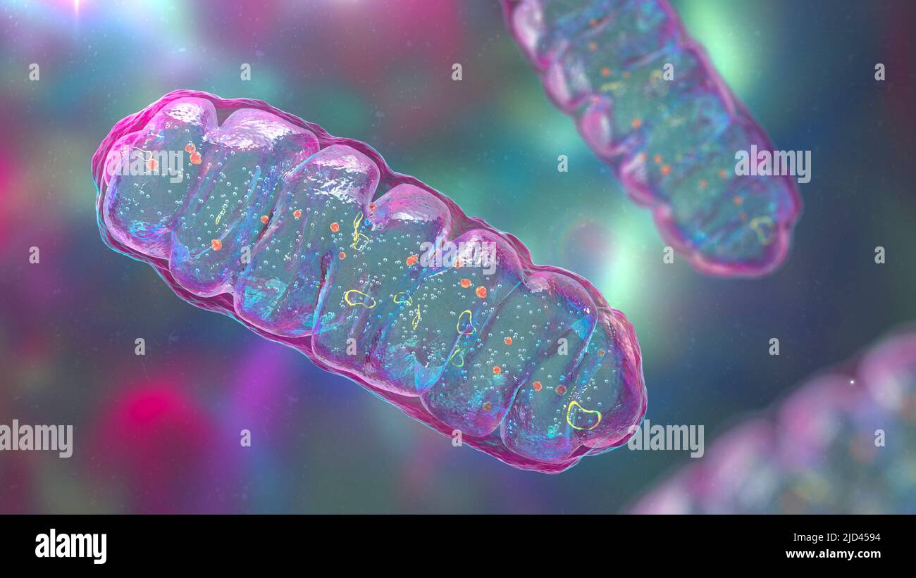 Mitochondrion cristae hi-res stock photography and images - Alamy