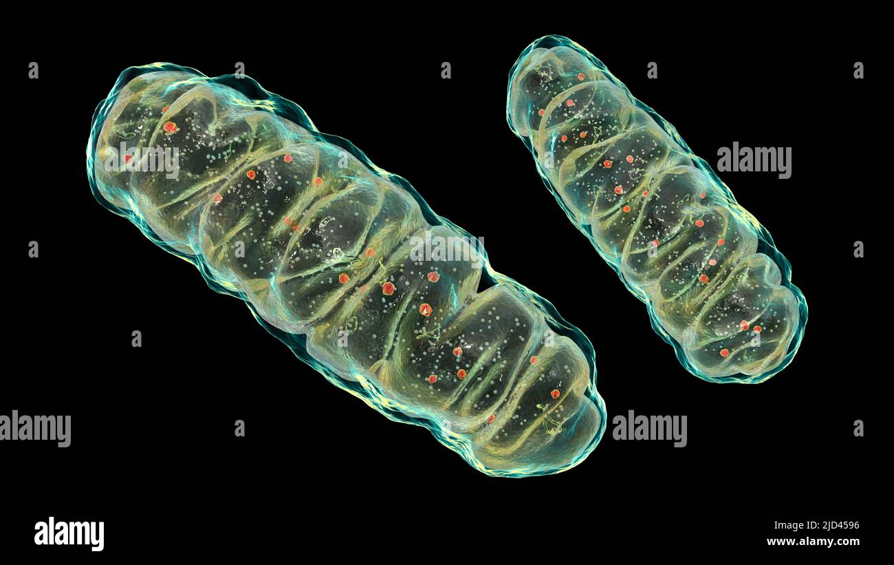 Mitochondrion cristae hi-res stock photography and images - Alamy