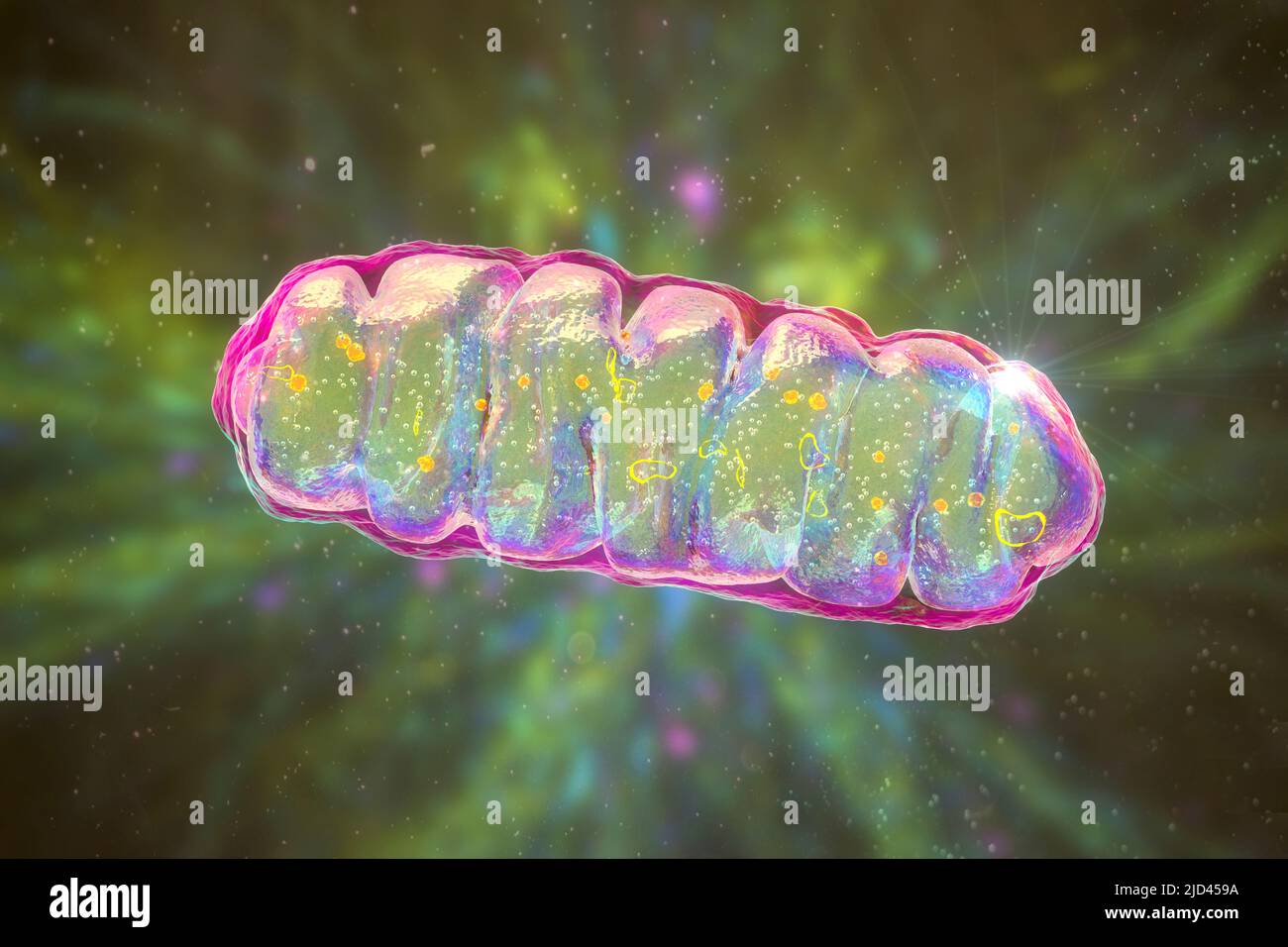 Mitochondrion cristae hi-res stock photography and images - Alamy