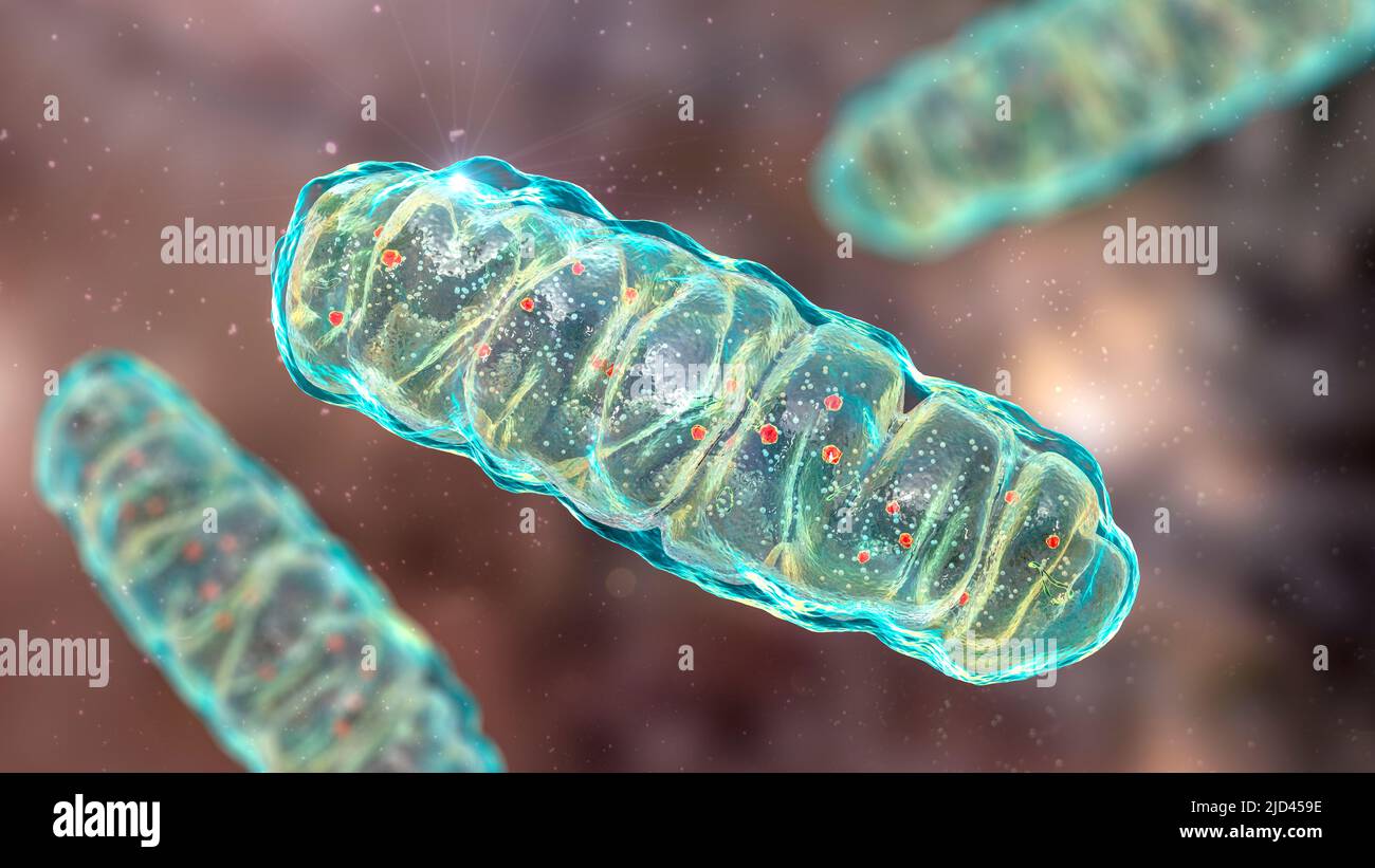 Mitochondrion cristae hi-res stock photography and images - Alamy