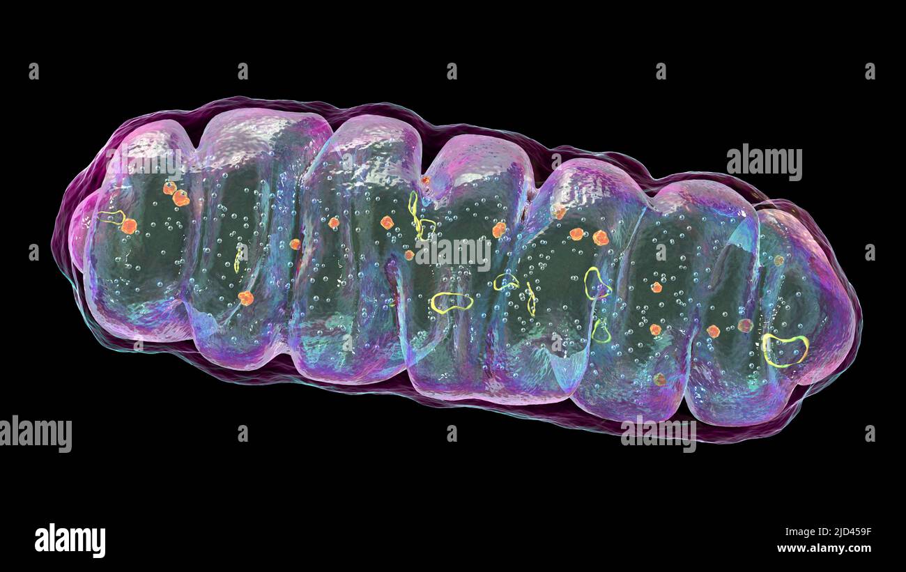 Mitochondrion cristae hi-res stock photography and images - Alamy