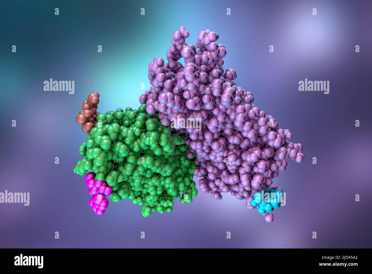 Rhodopsin molecule, illustration Stock Photo - Alamy