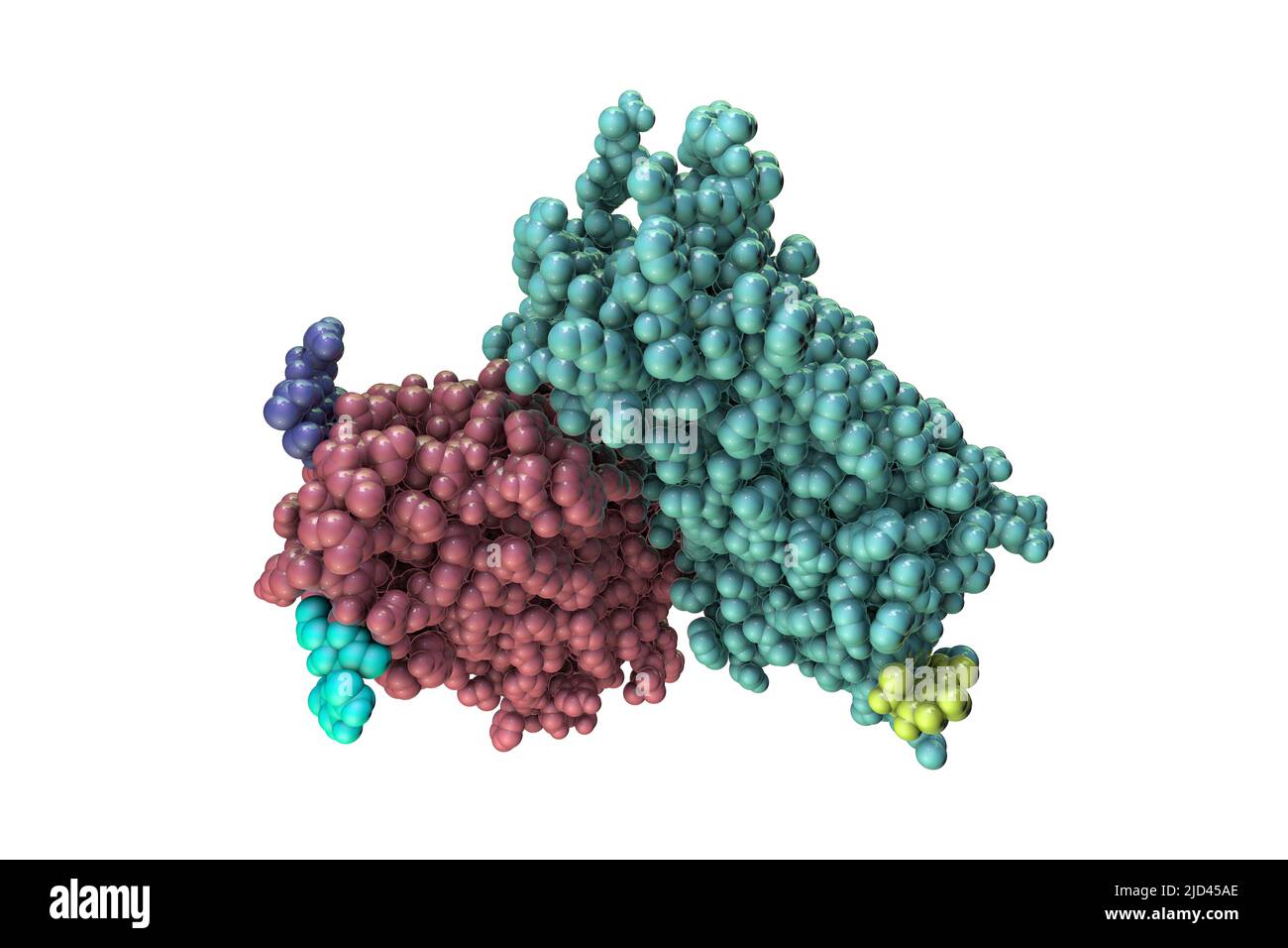 Rhodopsin molecule, illustration Stock Photo - Alamy