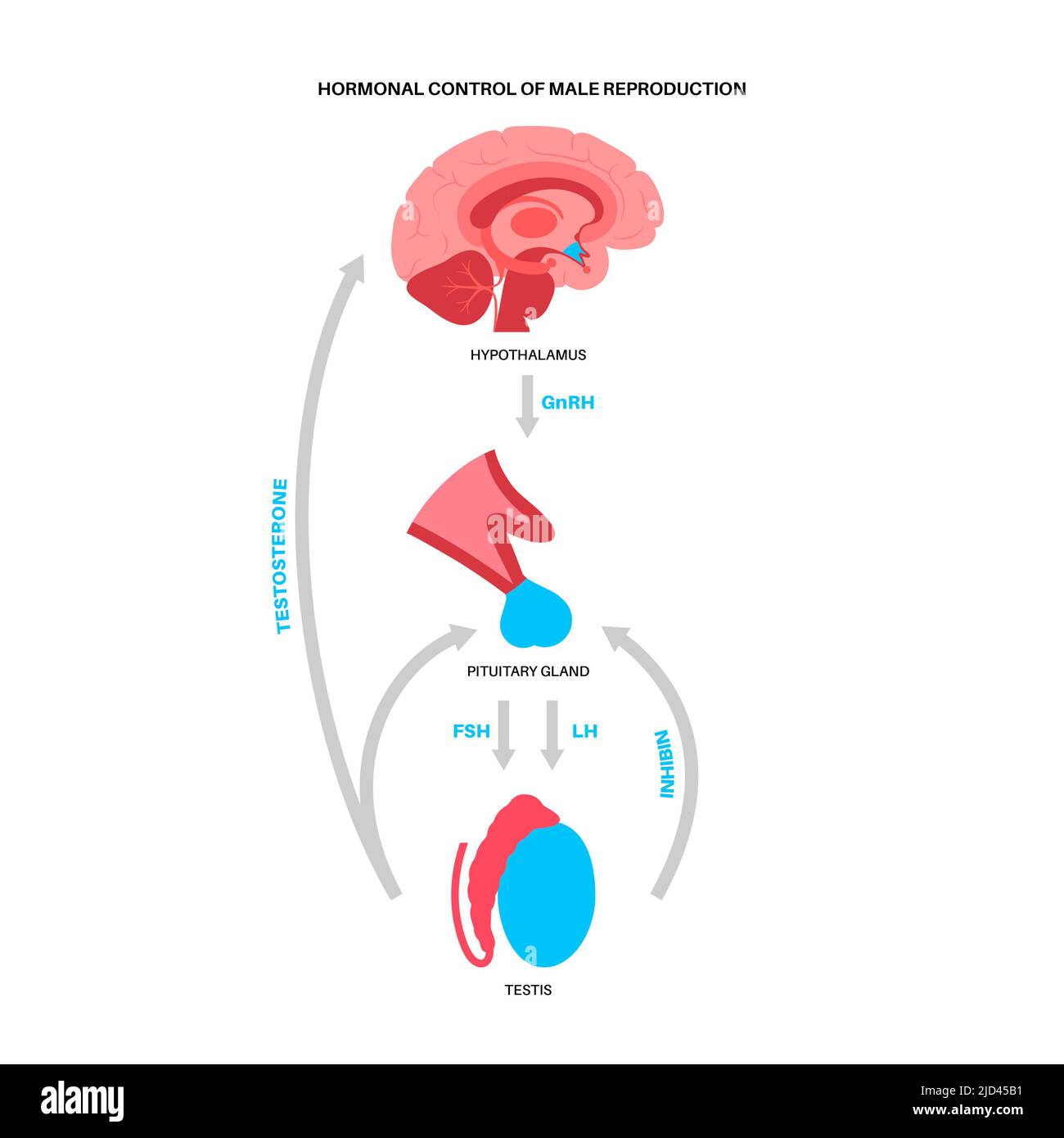 Male reproductive hormones, illustration Stock Photo - Alamy