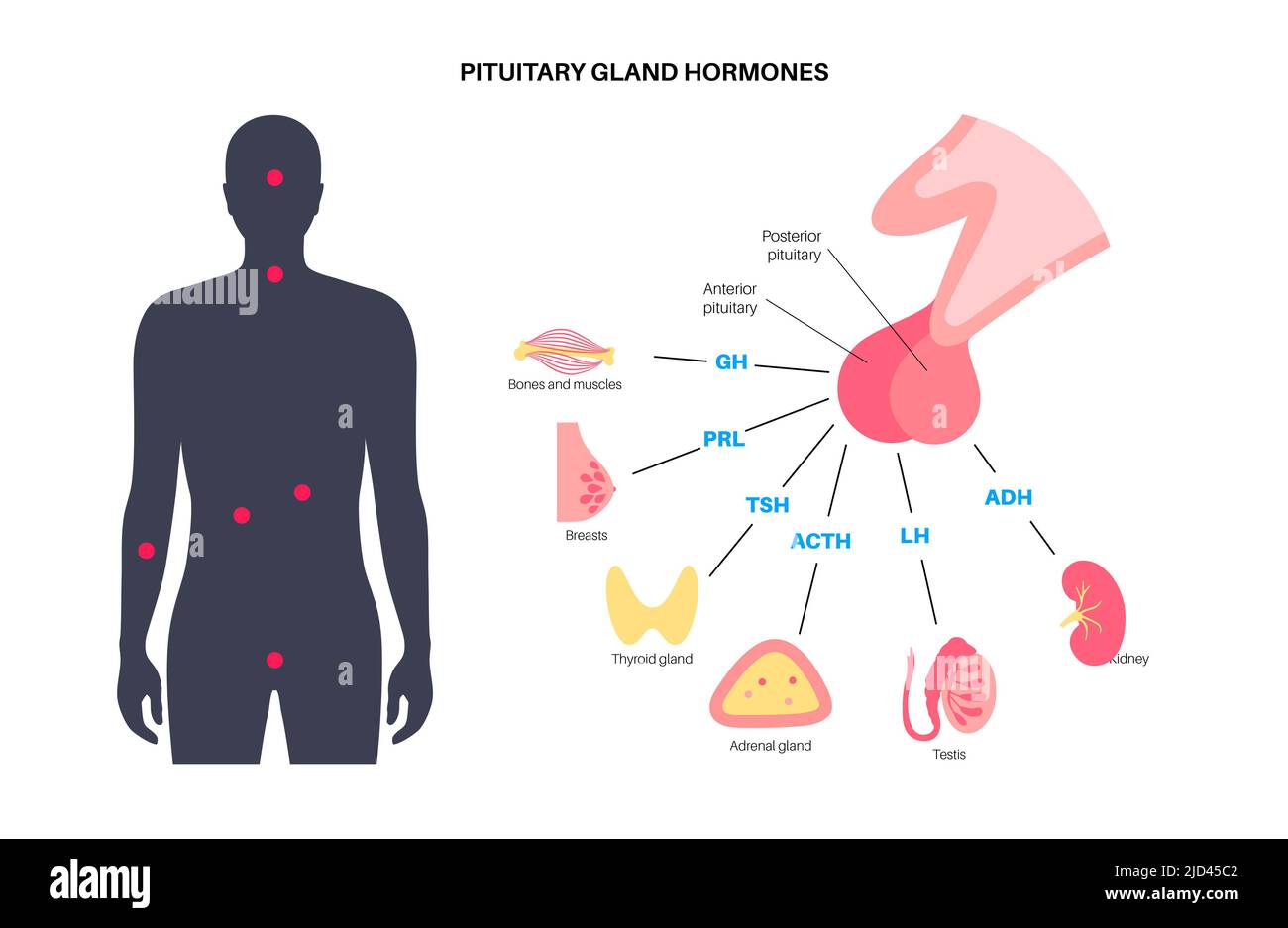 Pituitary gland hormones, illustration Stock Photo - Alamy