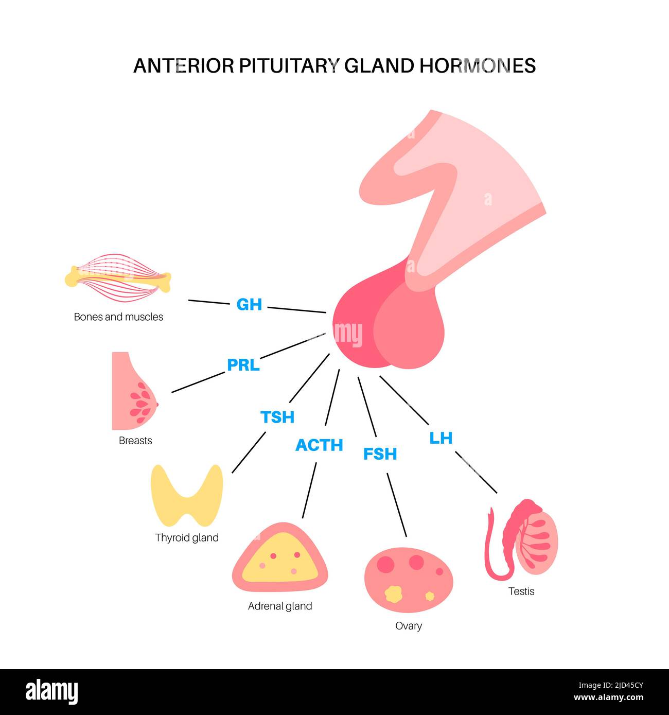 Pituitary gland hormones, illustration Stock Photo - Alamy