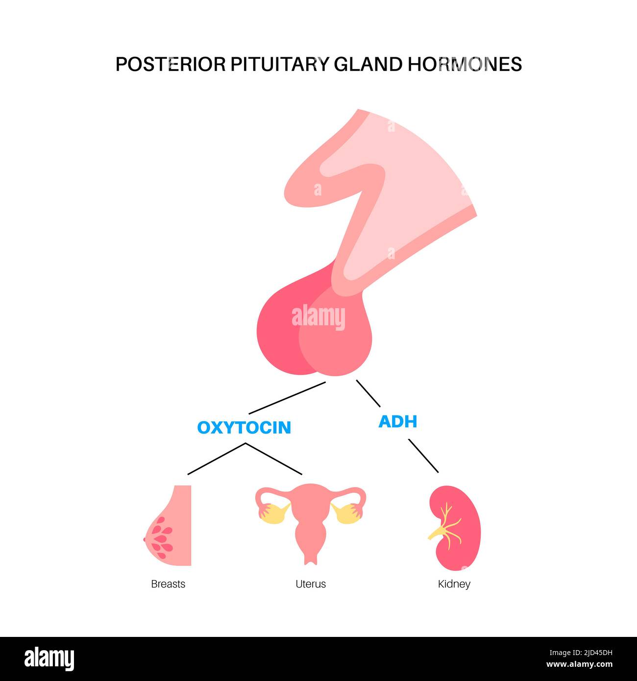 Pituitary Gland Diagram