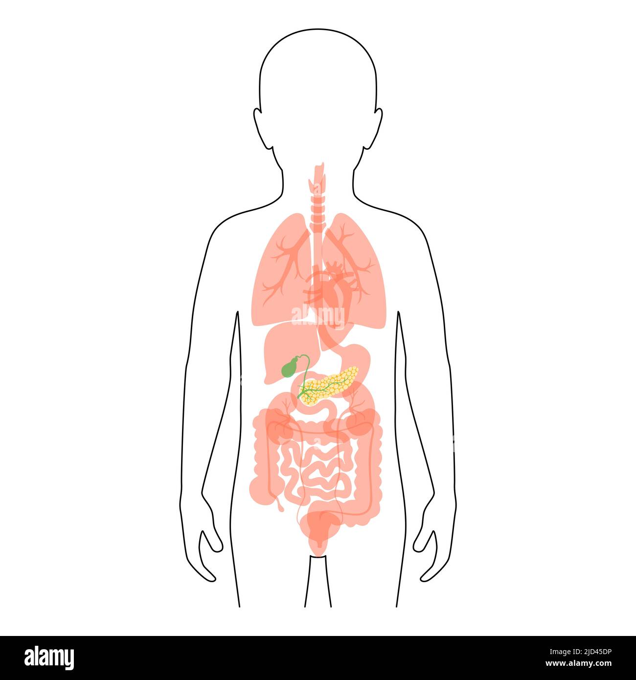 Endocrine system kid hi-res stock photography and images - Alamy