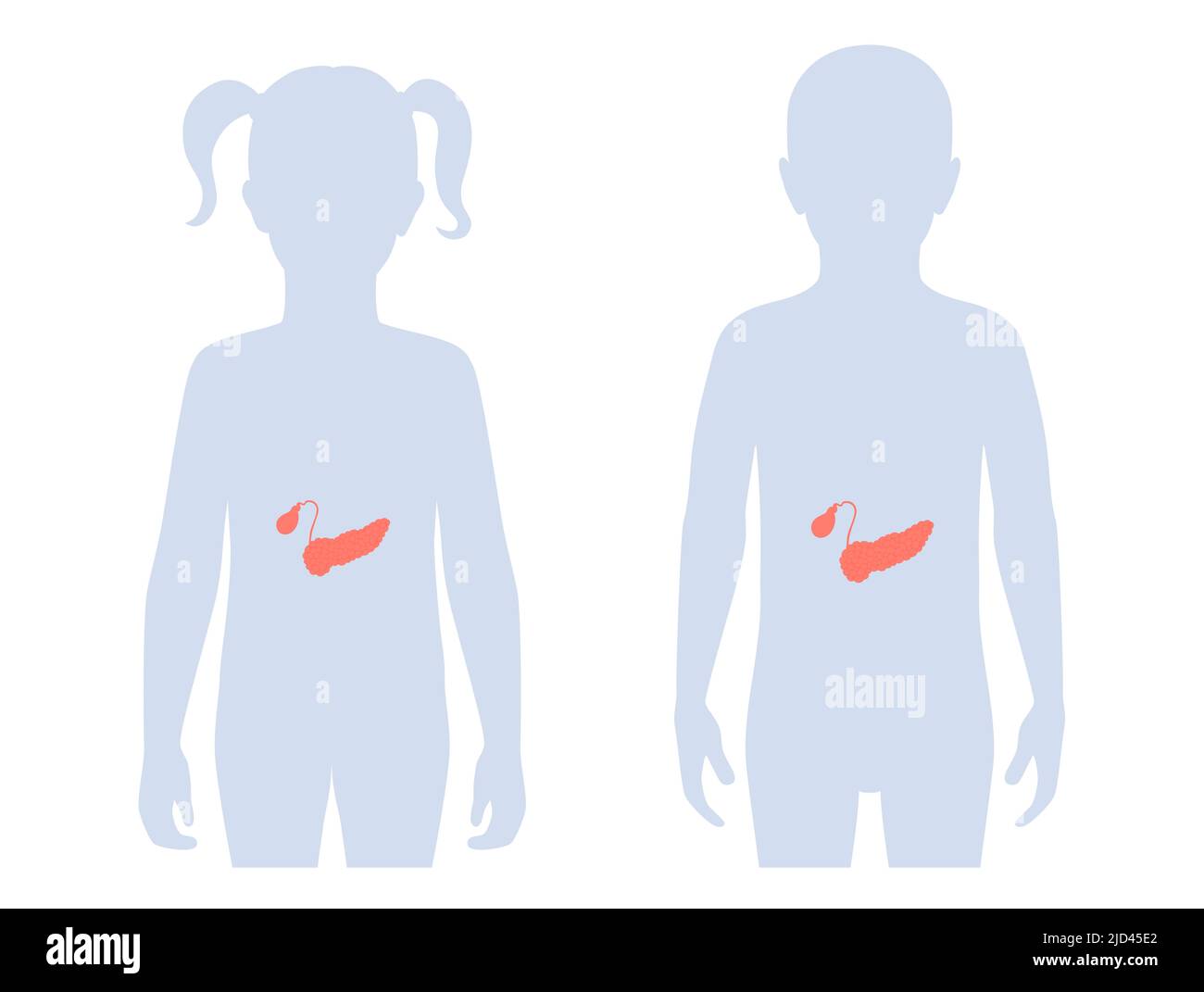 Digestive system diagram kid hi-res stock photography and images - Alamy