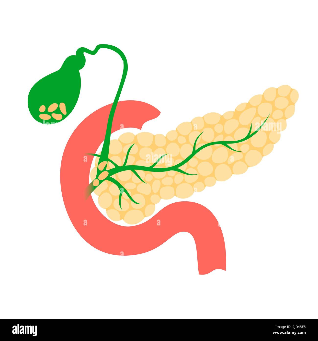 Pancreas and gallbladder, illustration Stock Photo - Alamy