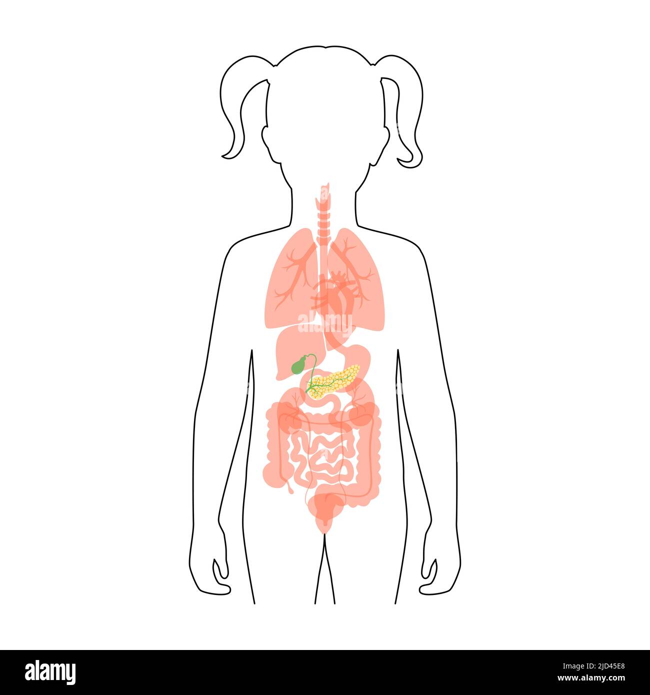 Endocrine system kid hi-res stock photography and images - Alamy