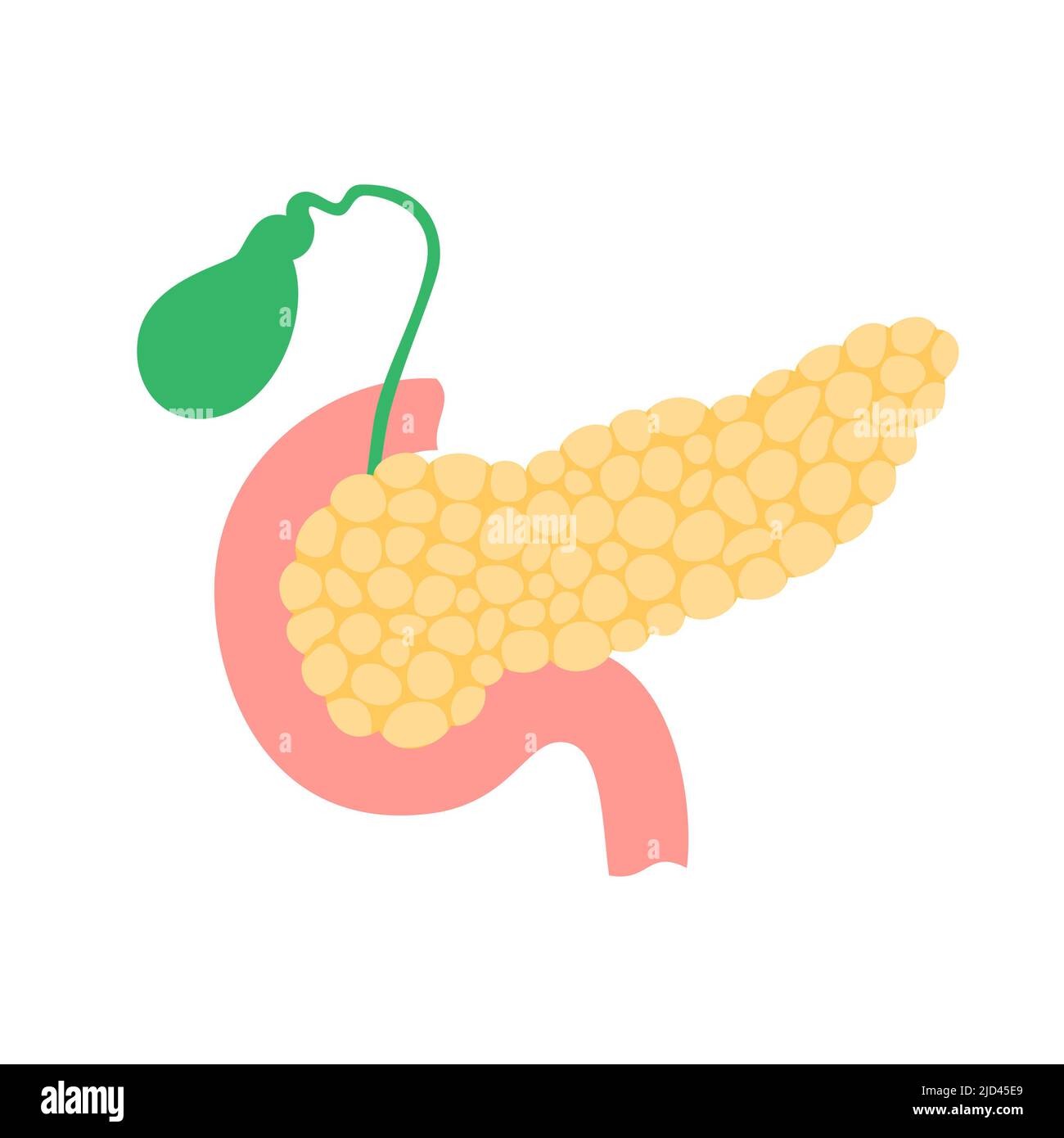 Pancreas and gallbladder, illustration Stock Photo - Alamy