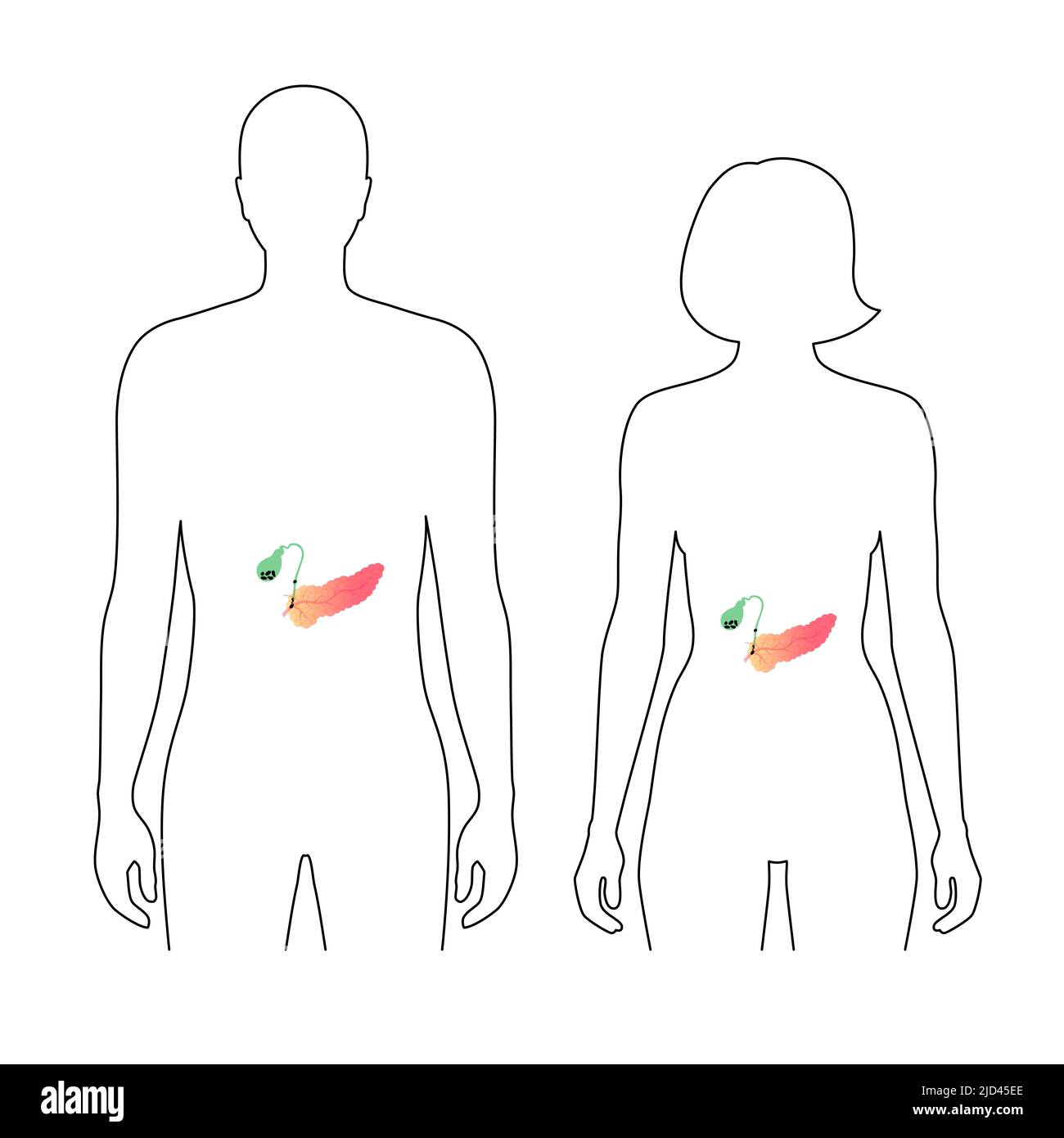 Pancreas and intestine male and female hi-res stock photography and ...