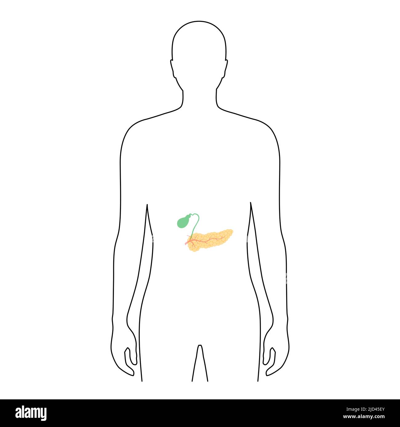 Hepatic pancreatic disease Cut Out Stock Images & Pictures - Alamy