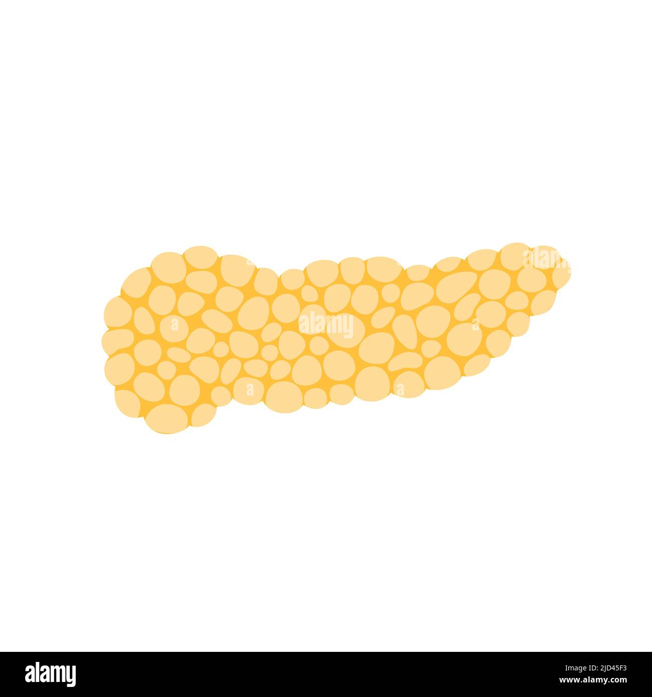 Pancreas infographic hi-res stock photography and images - Alamy