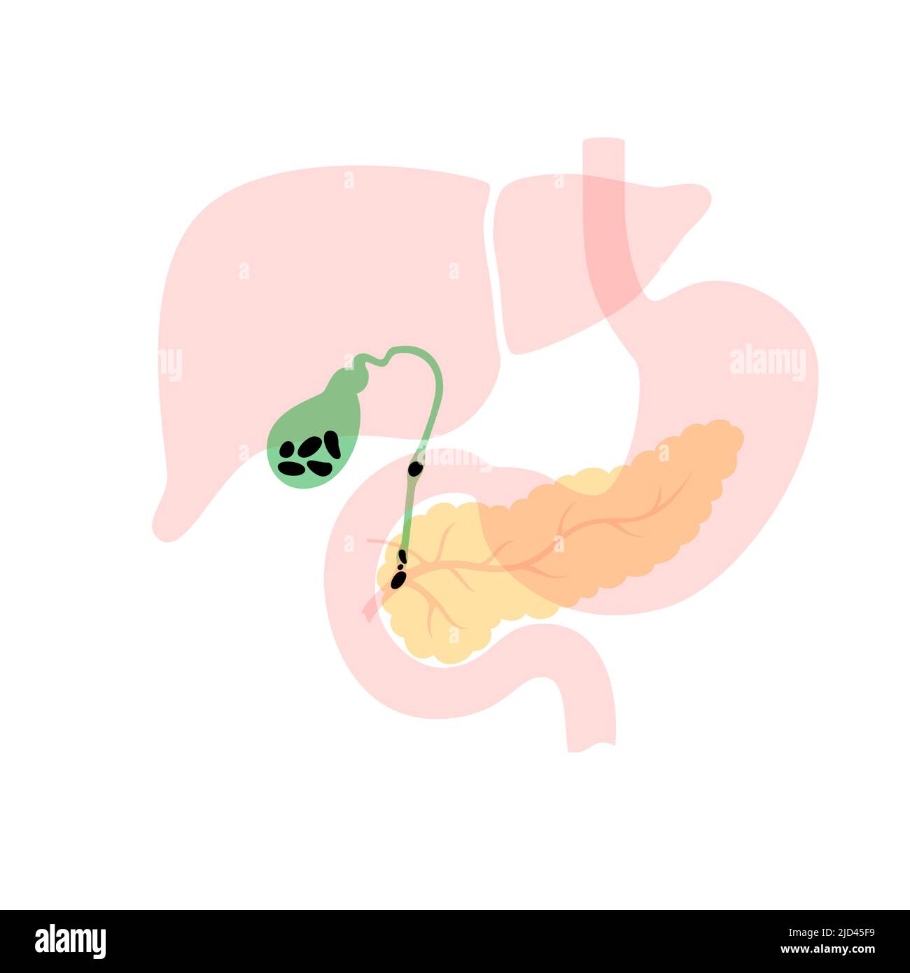 Pancreas and gallbladder, illustration Stock Photo - Alamy