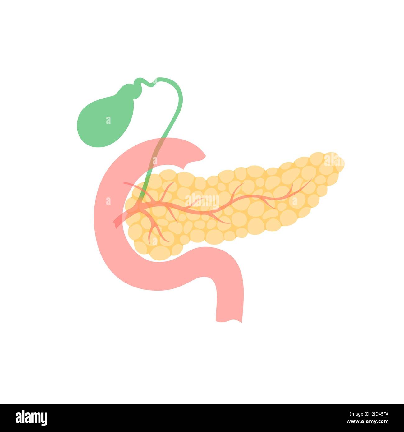 Pancreas and gallbladder, illustration Stock Photo - Alamy