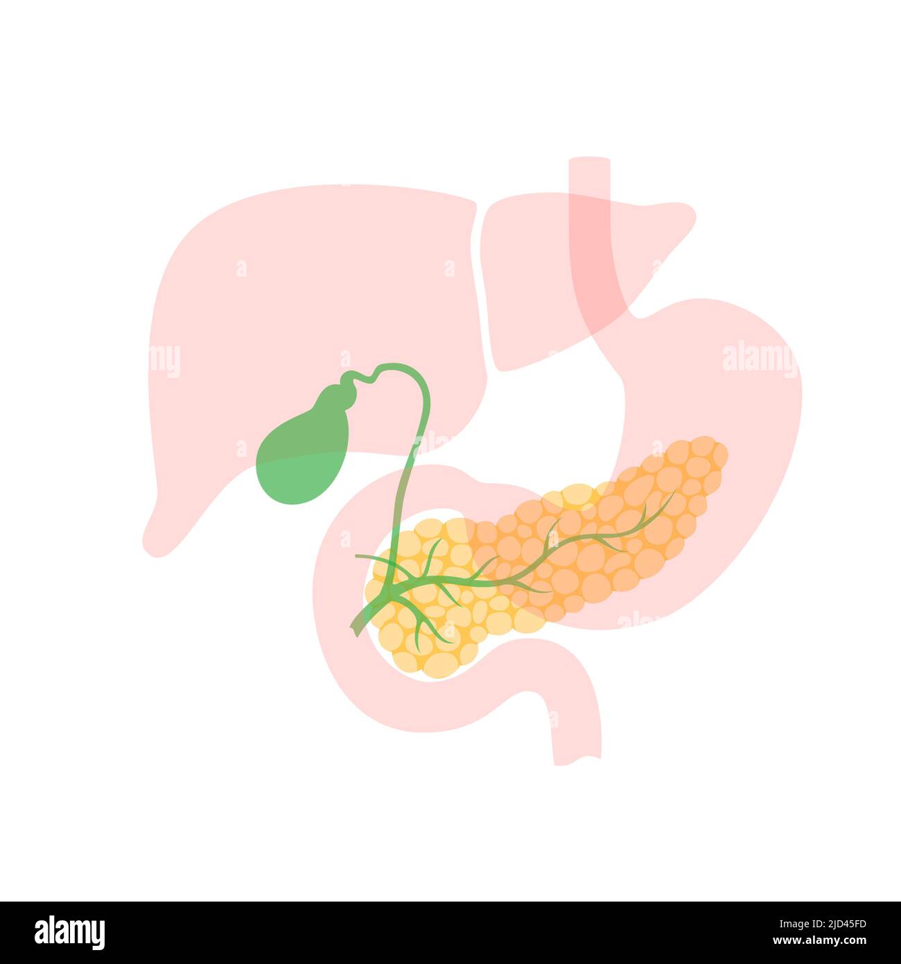Pancreas and gallbladder, illustration Stock Photo - Alamy
