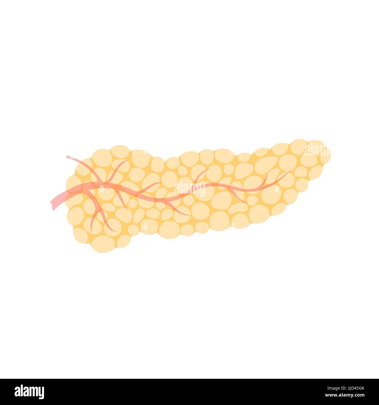 Pancreas infographic hi-res stock photography and images - Alamy