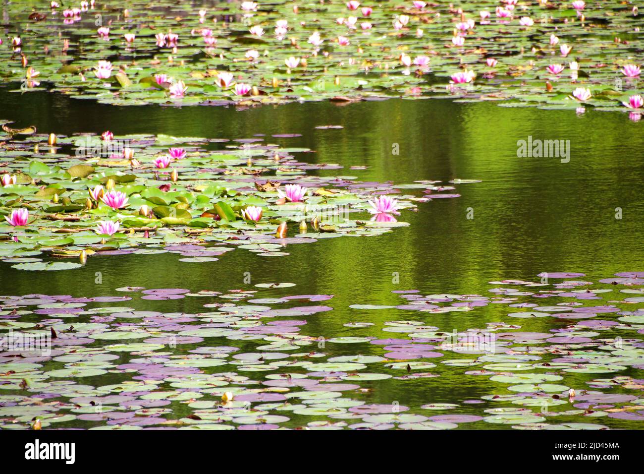 lotus flowers floating on water Stock Photo - Alamy