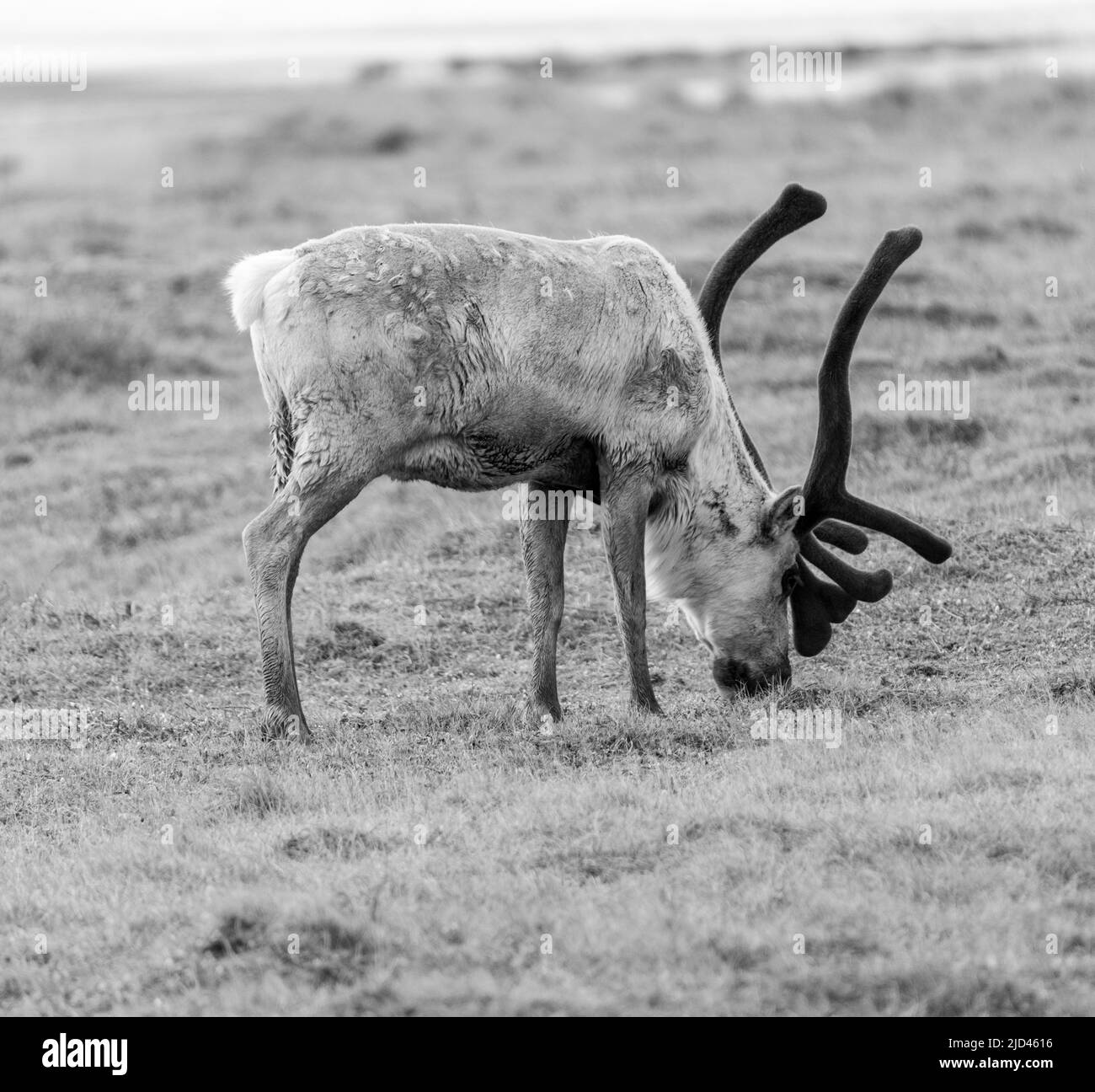 Caribou migration Black and White Stock Photos & Images - Alamy