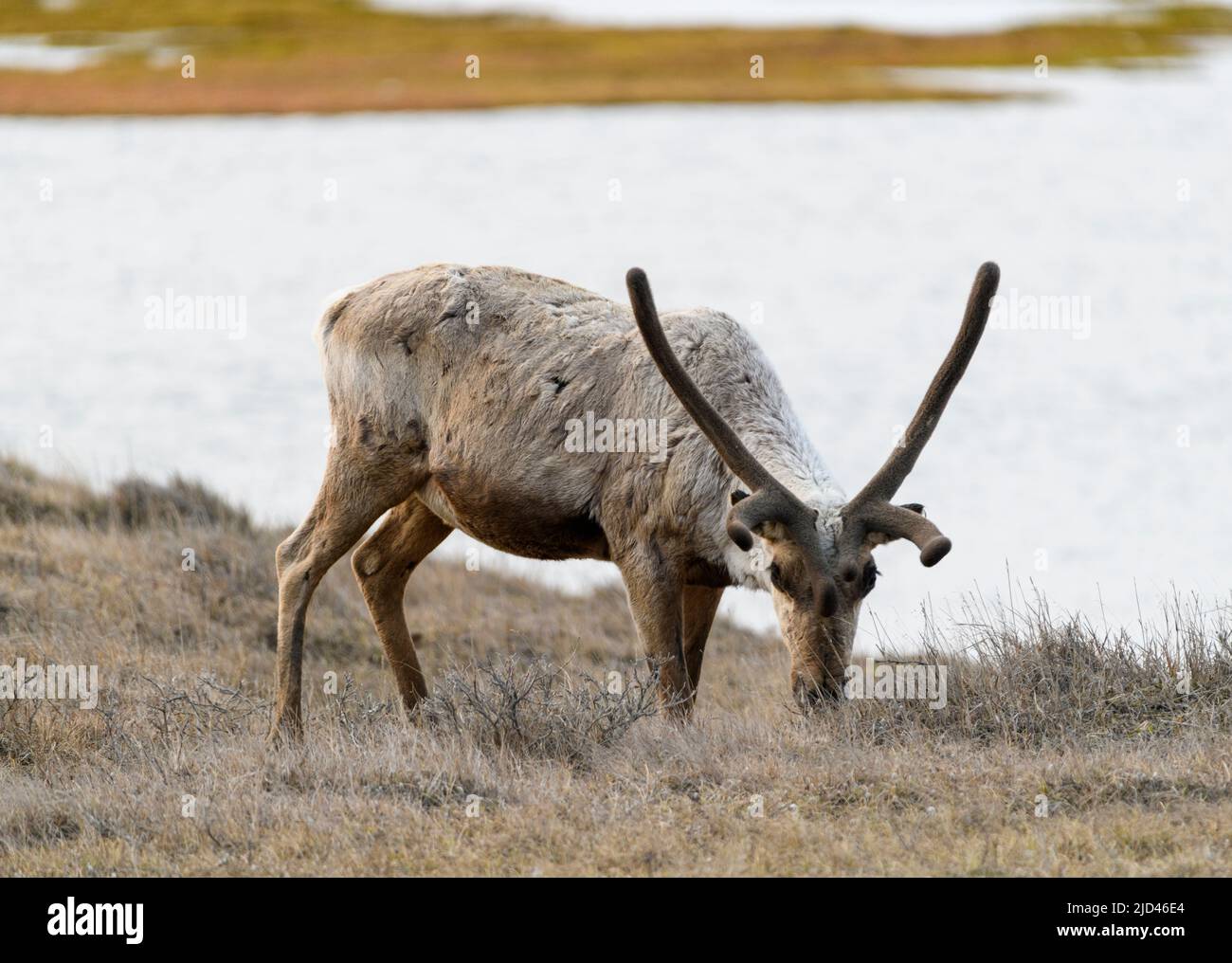 Caribou migration water hi-res stock photography and images - Alamy