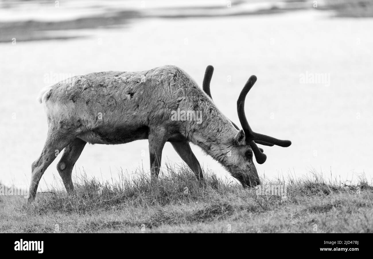 Caribou graze in Deadhorse Alaska Stock Photo - Alamy
