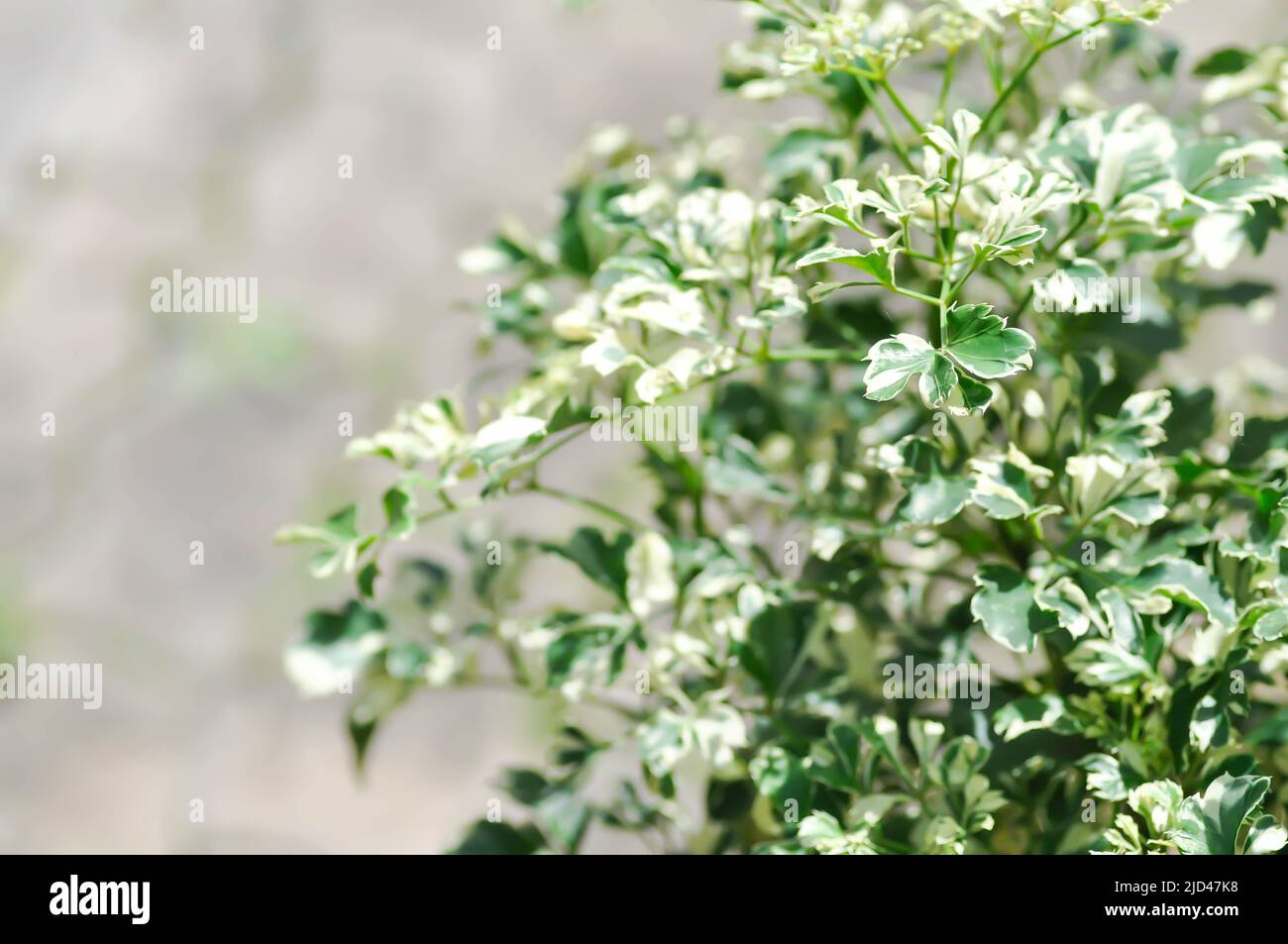 Polyscias sp, Ming Aralia or ARALIACEAE plant Stock Photo - Alamy