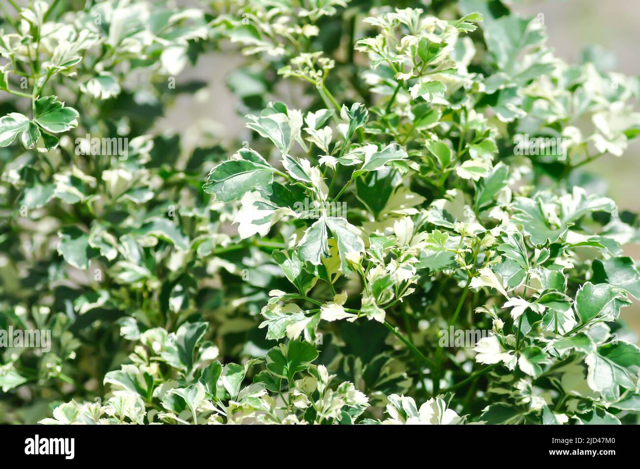 Polyscias hi-res stock photography and images - Alamy