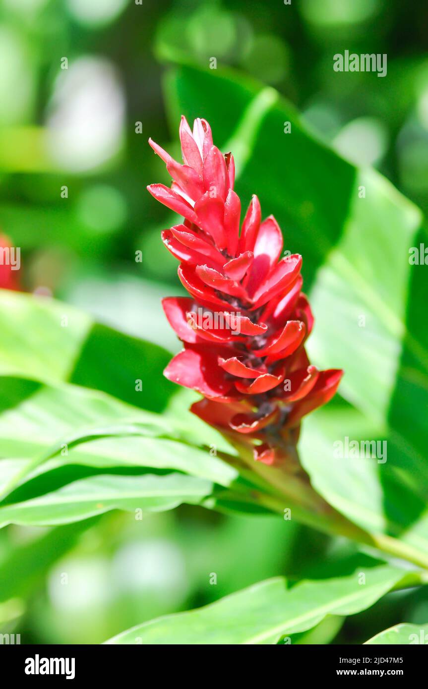 Alpinia purpurata, K Schum or Ostrich plume or Pink cone ginger or Red ...