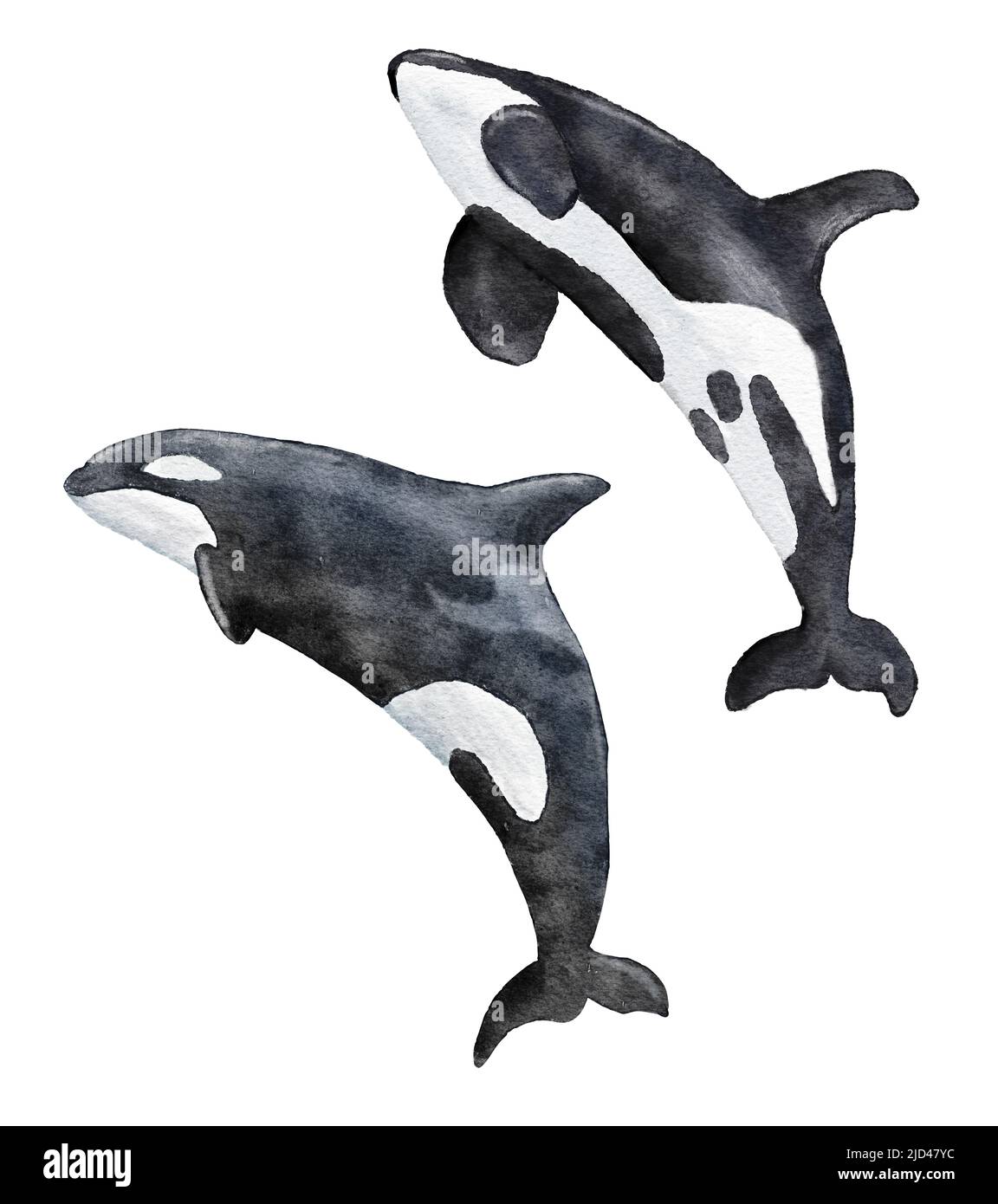 Watercolor hand drawn illustration of killer whale orca, marine ...